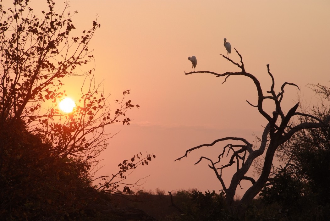 A first time safari by photographer Arron Bryan, UK. – ROBERT MARK SAFARIS