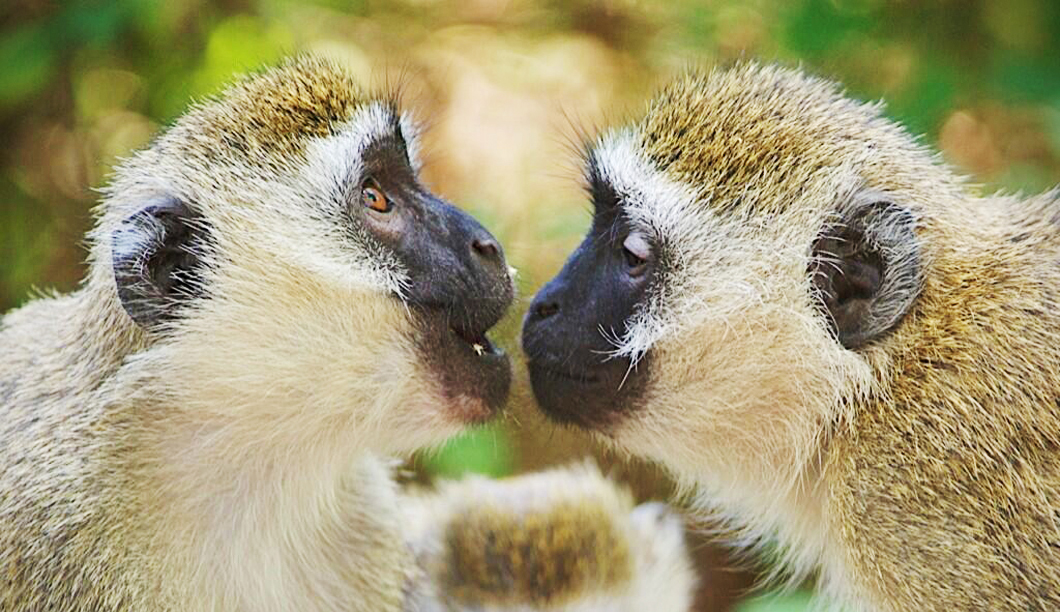 A monkey’s wedding – ROBERT MARK SAFARIS